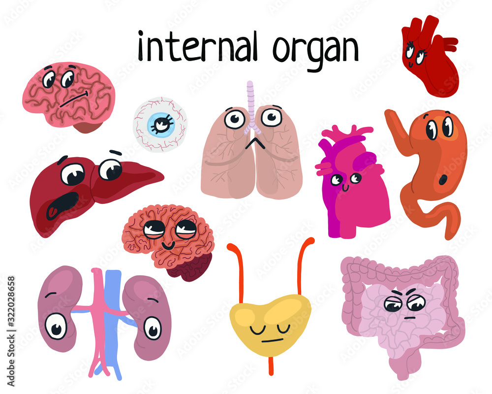 vector illustration, cartoon stylization of internal organs for ...