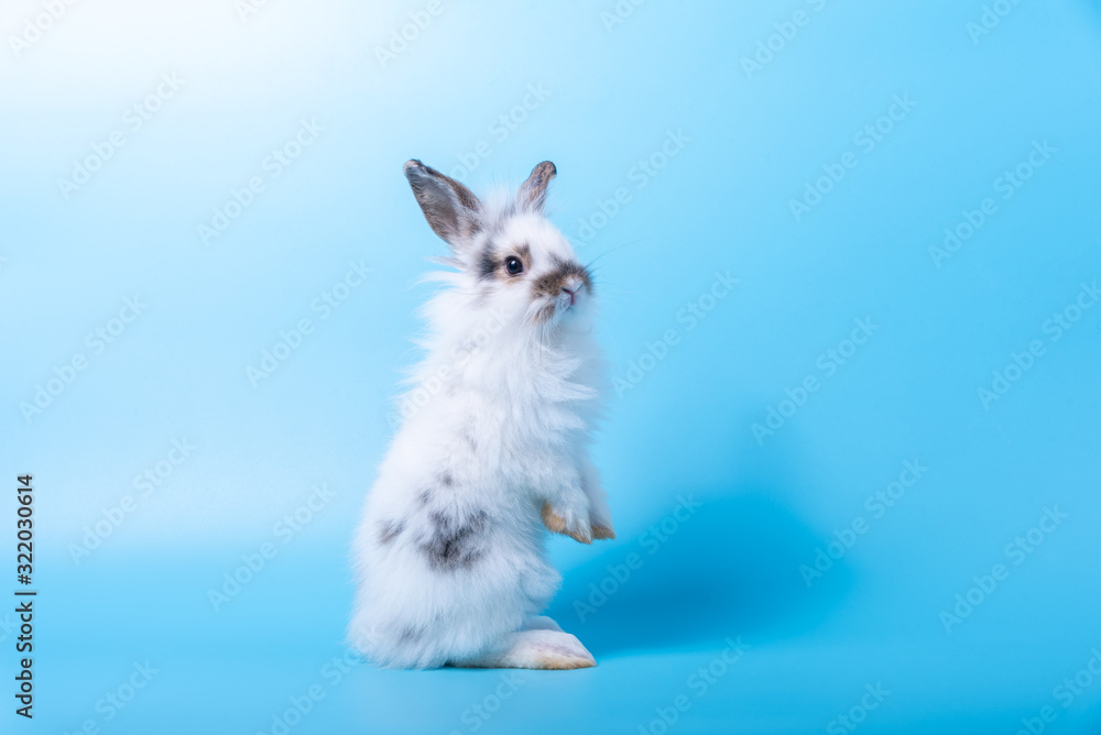 The adorable rabbit is standing on its hind legs and looking back over ...