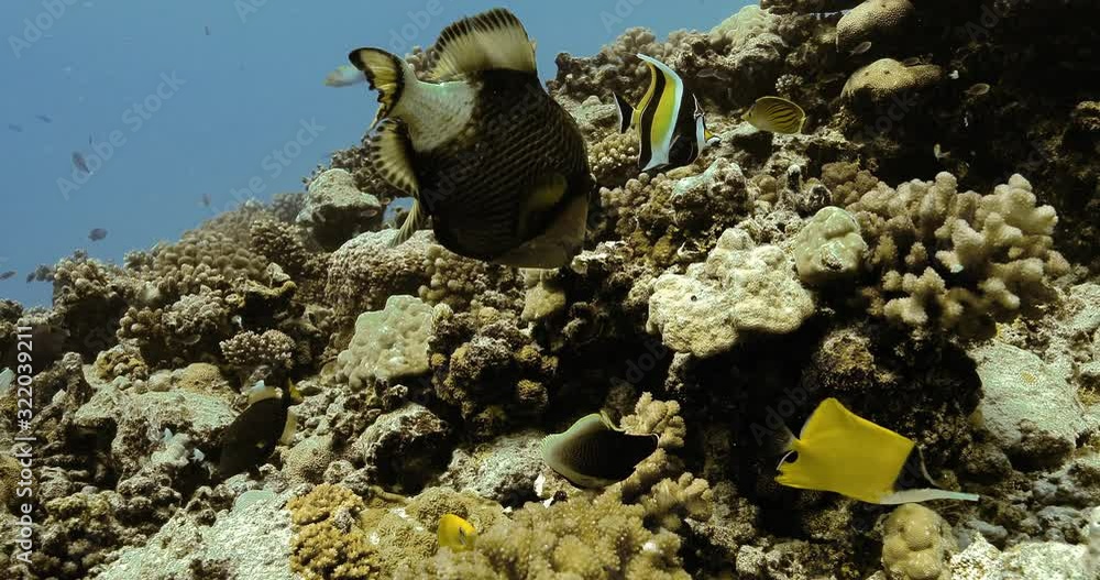 Tropical fish in the Pacific Ocean. Underwater life with titan ...
