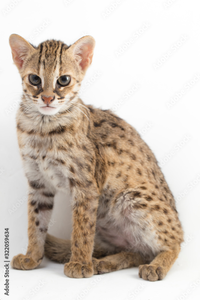 Prionailurus Bengalensis