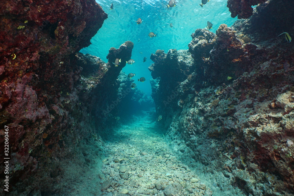 Underwater seascape, a narrow trench with some fish in a rocky reef ...
