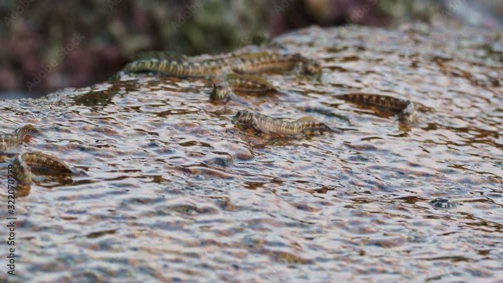 Fish called Common Mudskipper Periophthalmus kalolo (koelreuteri ...