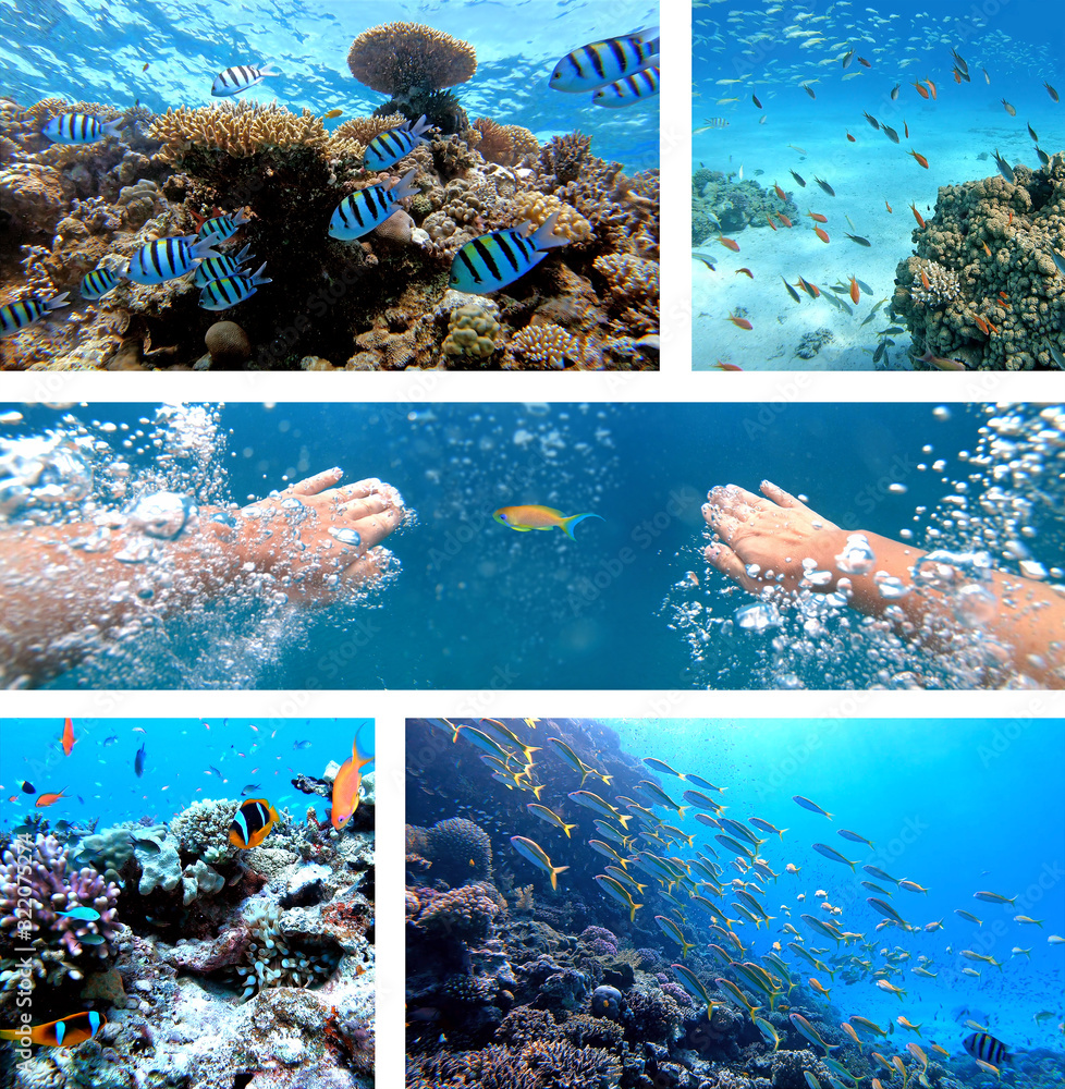 Underwater collage with diver swimming, exotic fishes and coral reef of ...