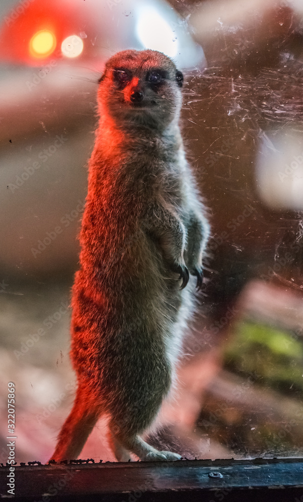 Very cute image of a male or female meerkat stood up inside the indoor ...