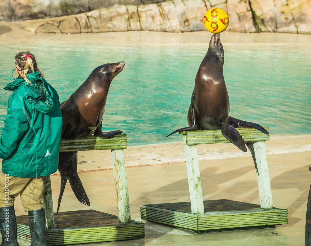 Sea Lions performing balancing ball in zoo behind glass with their ...