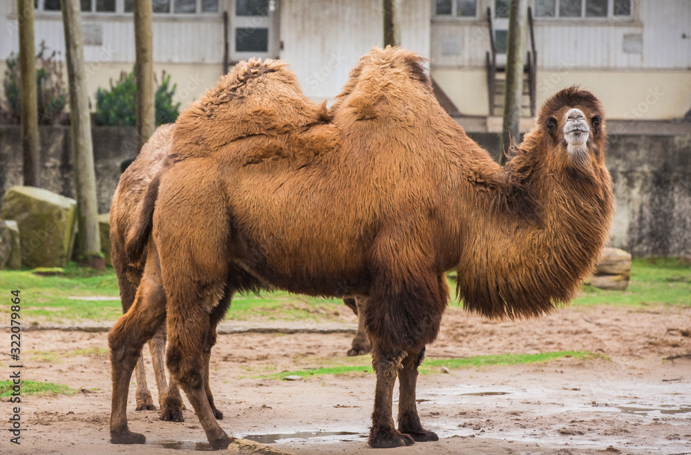 Bactrian camels in Blackpool zoo that are also hairy camel in a pen ...