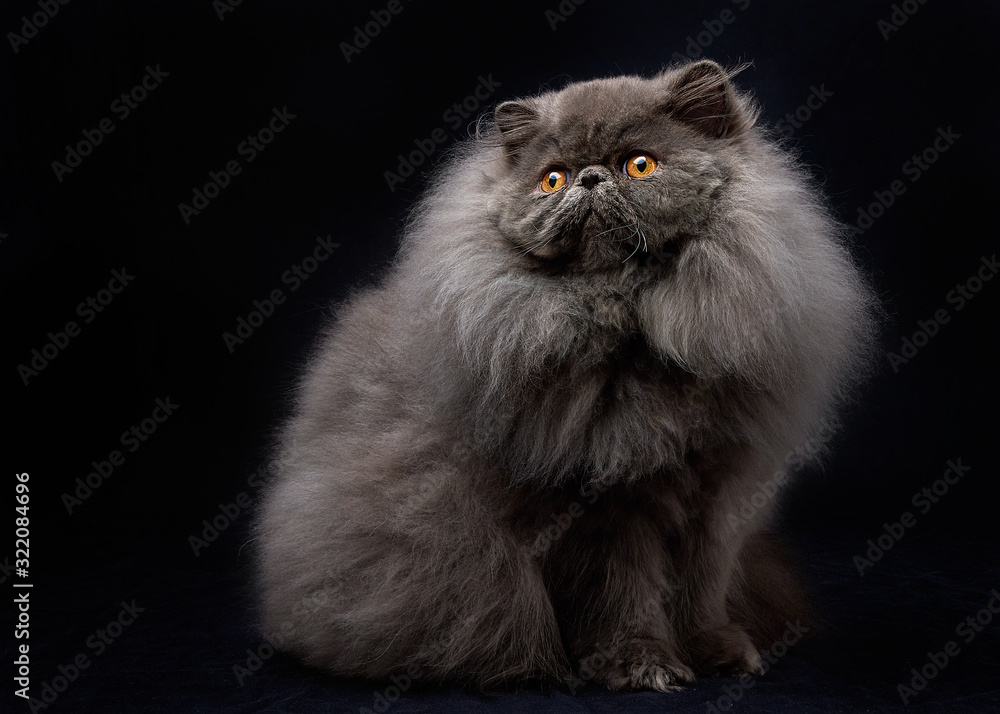 Blue Persian Cats