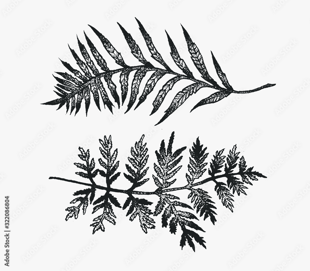 Fern hand drawn ink illustrations set. Two vector fern plants on an ...