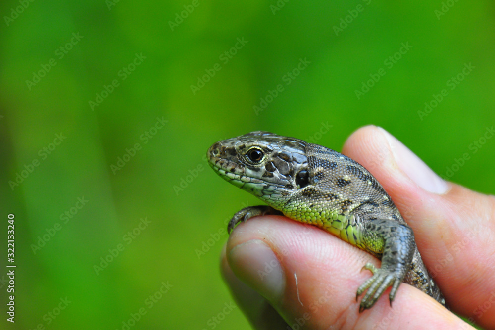 Detail photo of lizard in human hand with green background. Summer time ...