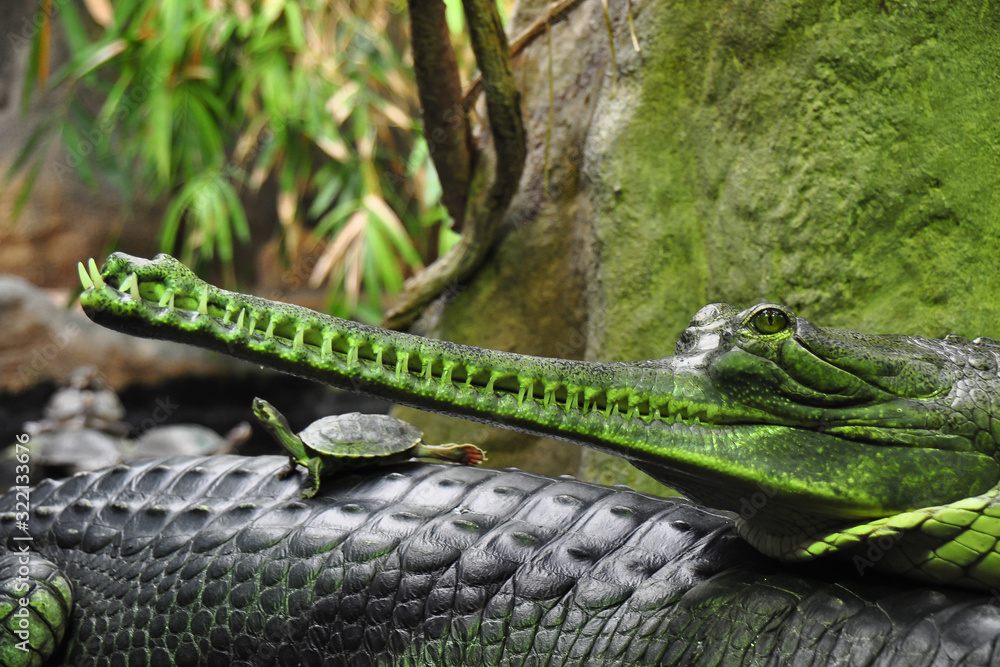 Gharial Crocodile Eating