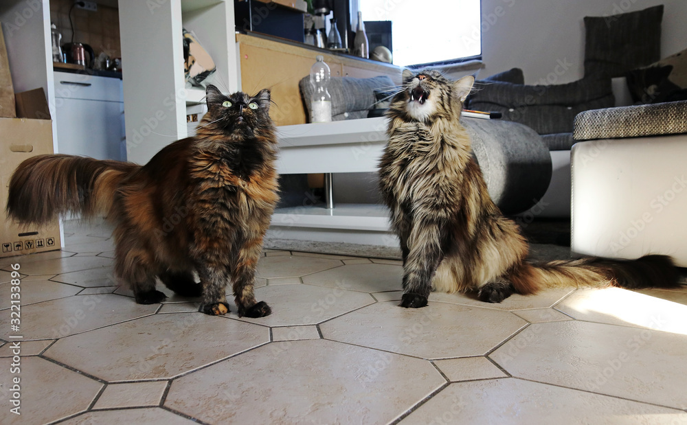 Zwei hübsche Maine-Coon Katzen. Eine weibliche und eine männliche Maine ...