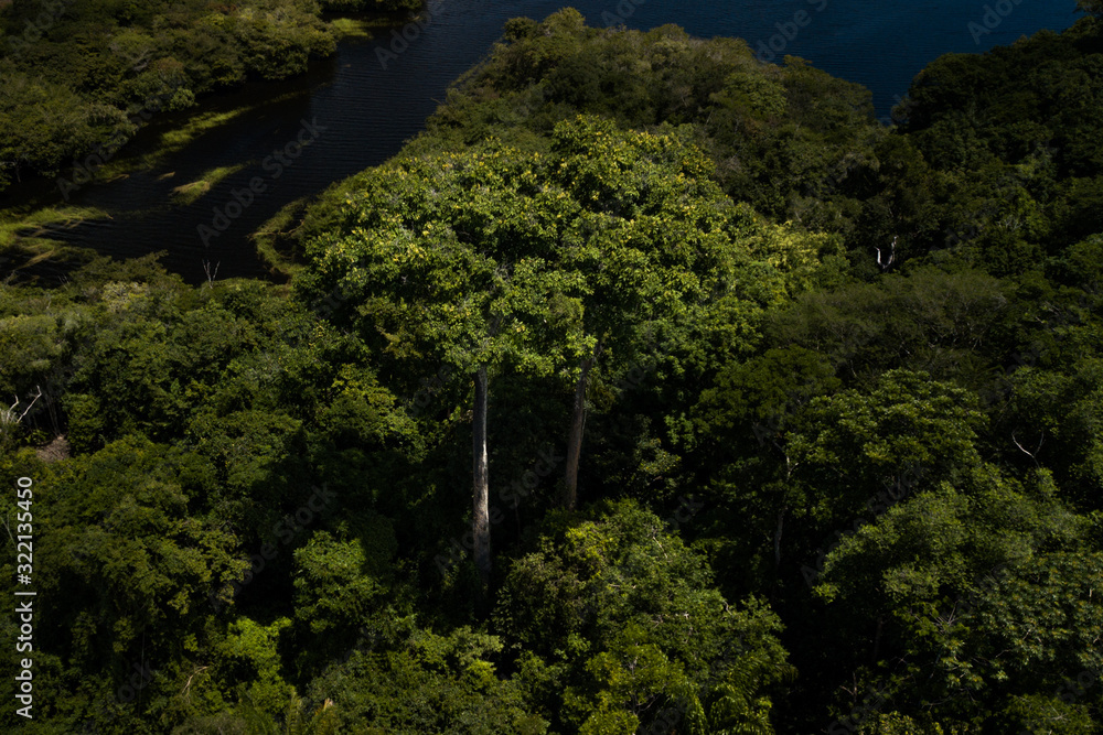 Photo Amazon rainforest seen from above reveals the beauty of its ...