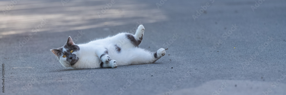cat that rolls on the floor and shows her belly to have hugs Stock ...