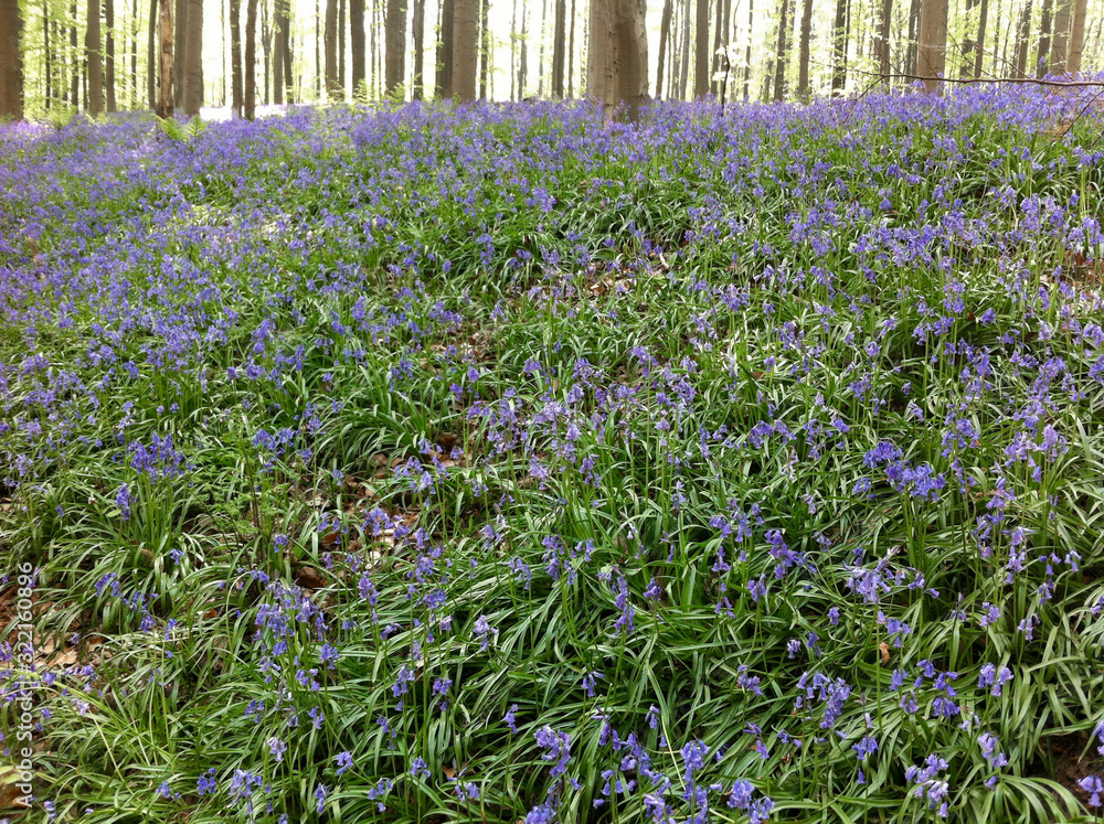 The Blue Forest. The forest with beautiful purple carpet of bluebells ...