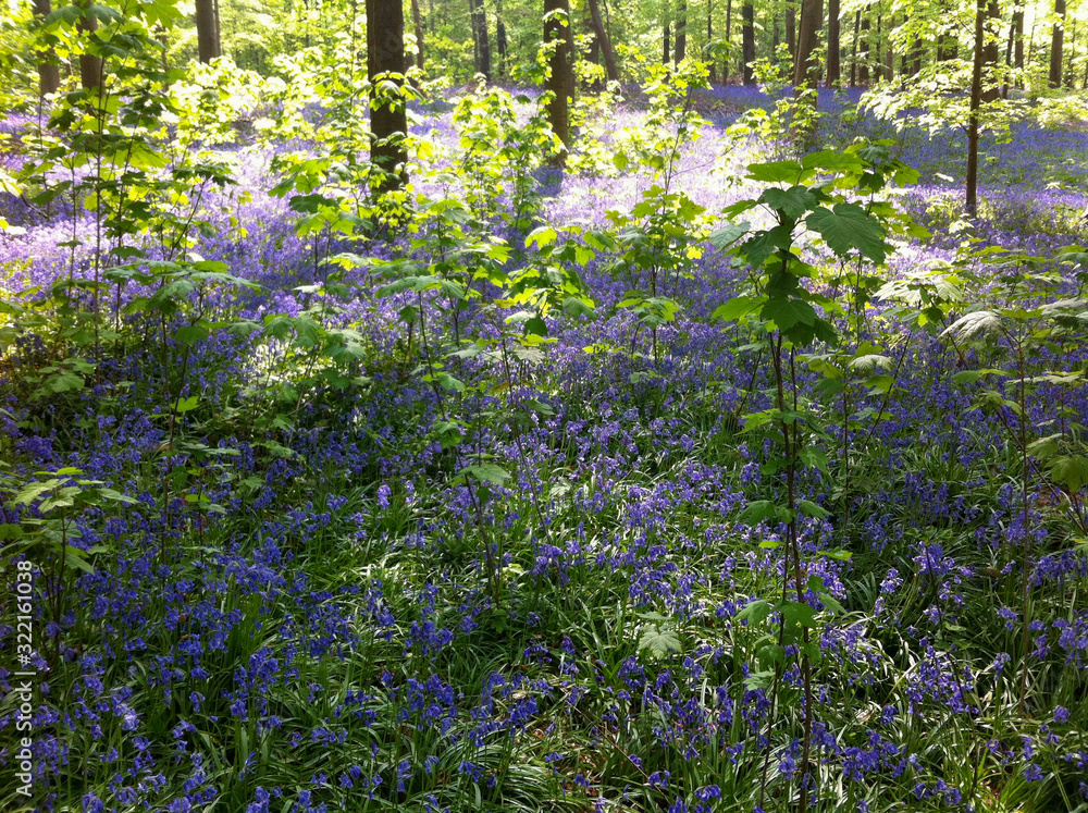 The Blue Forest. The forest with beautiful purple carpet of bluebells ...