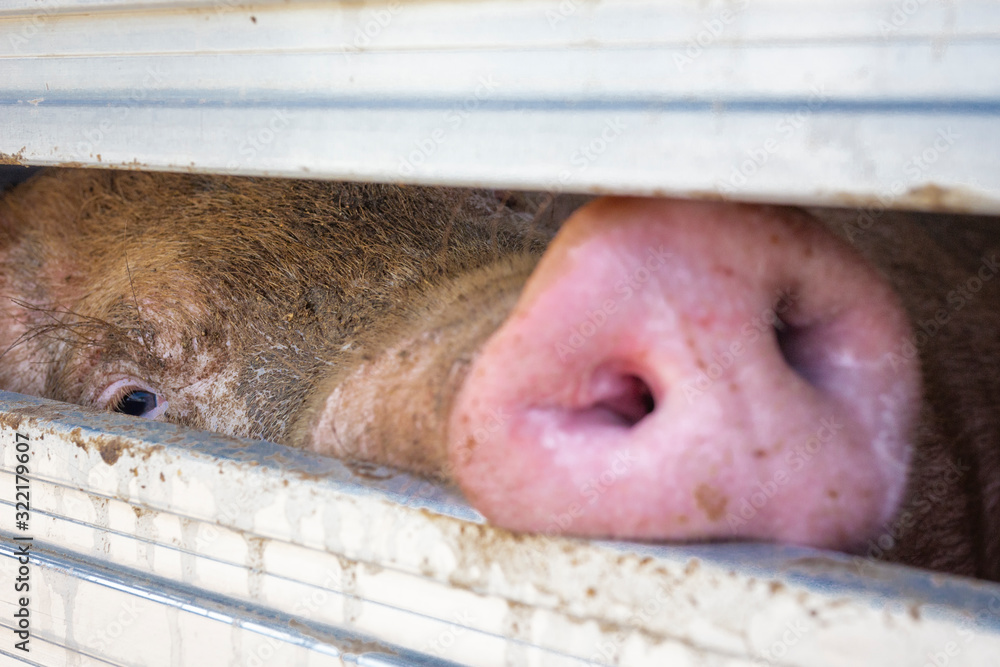 Curious pig and pig nose at a farm with a fence Stock Photo | Adobe Stock