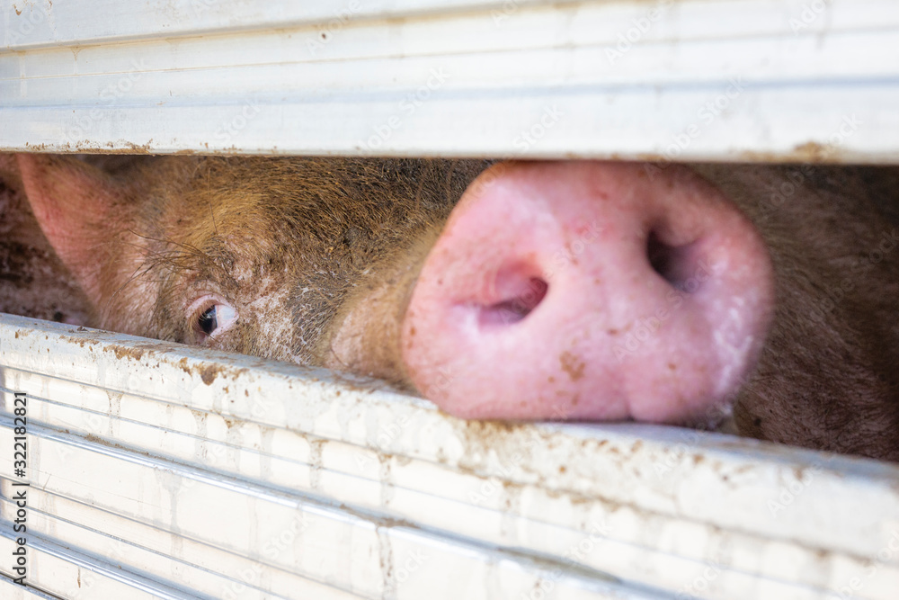Curious pig and pig nose at a farm with a fence Stock Photo | Adobe Stock