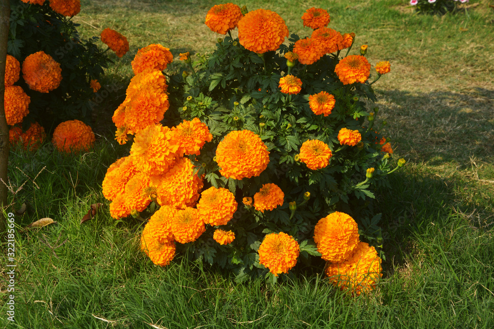 Close up of Indian inca genda marigold flowers growing in a garden with ...