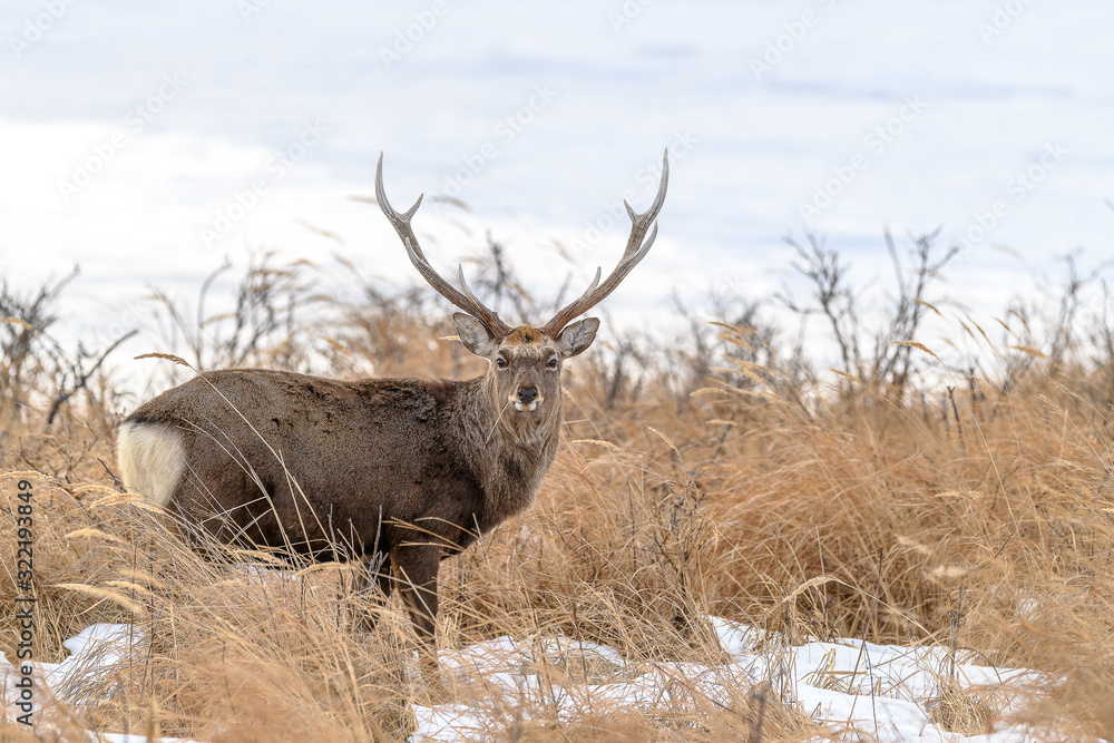 sika deer male standing in the brush and the snow Stock Photo | Adobe Stock