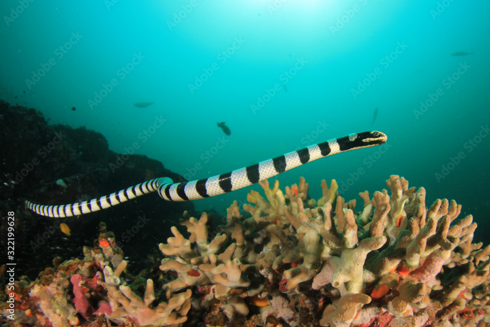 Sea Snakes In Coral Reefs