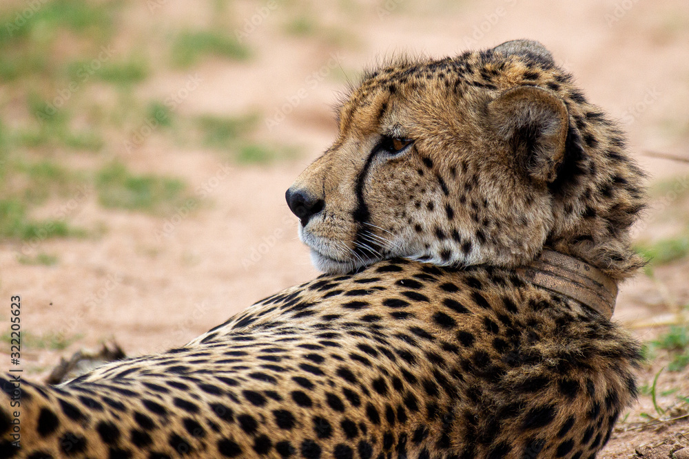 Cheetah, South Africa Stock Photo | Adobe Stock