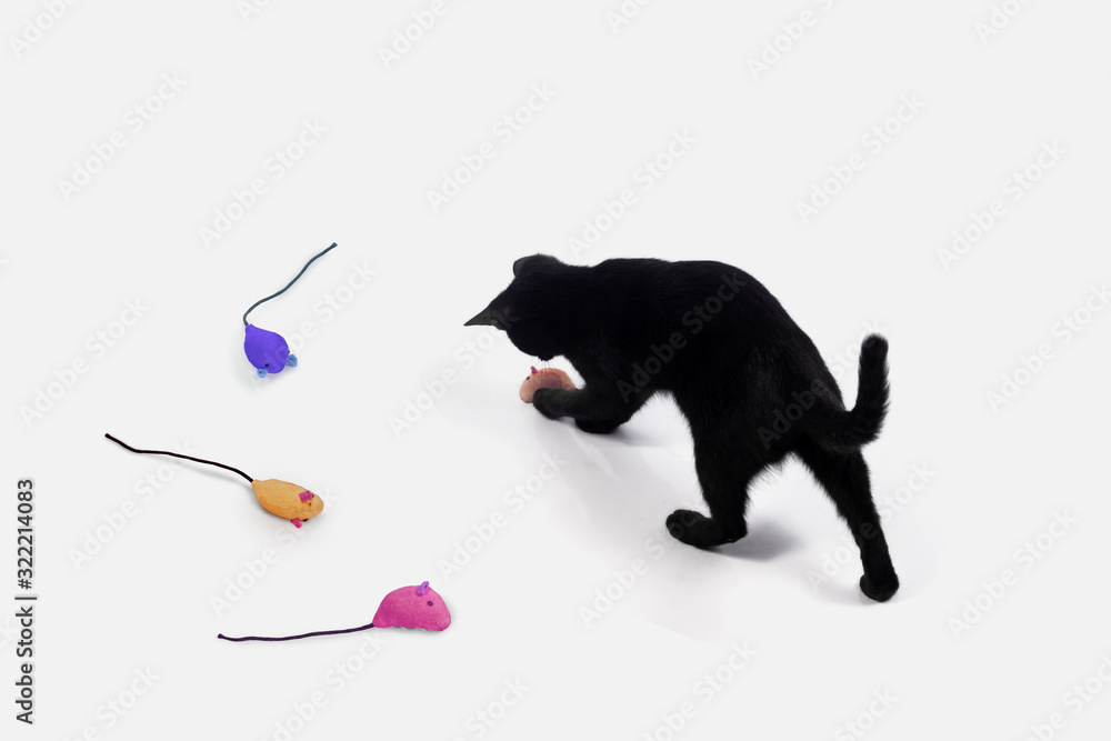 Cute little black cat playing mouse toy isolated on white background ...