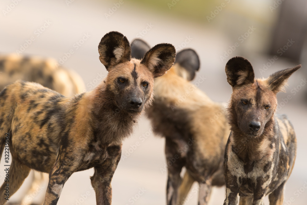 Pack of African wild dog in the wilderness Stock Photo | Adobe Stock