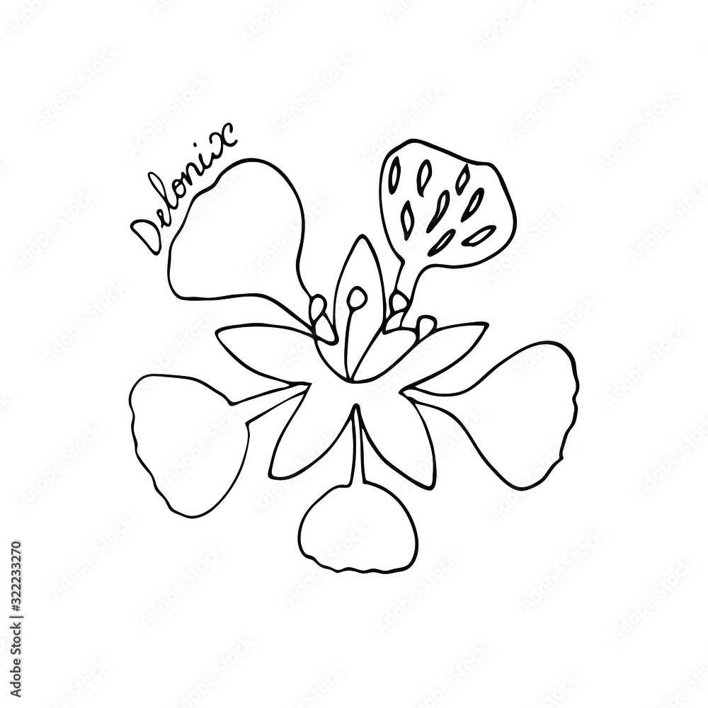 Hand drawn royal poinciana or delonix flower. Isolated vector ...