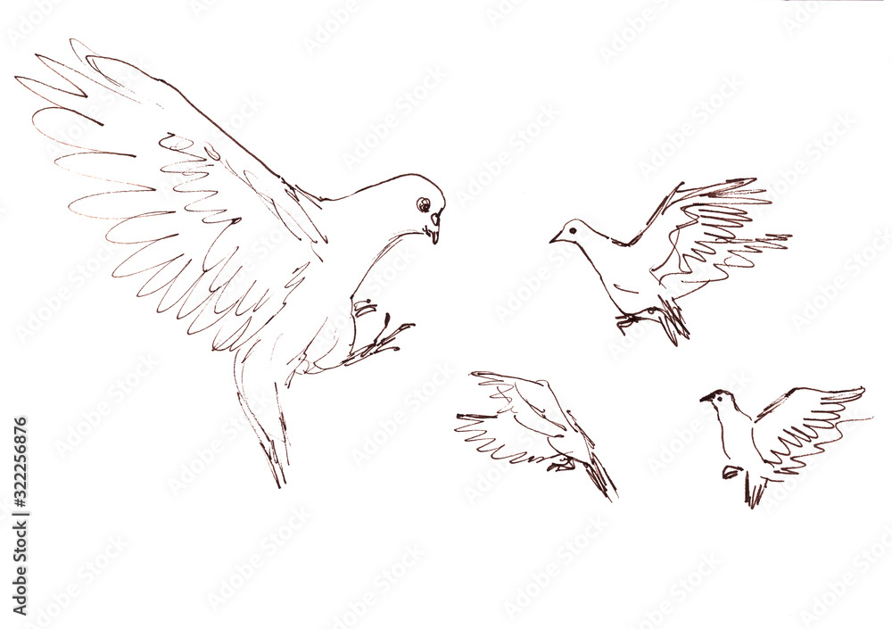 linear graphic black and white drawing flying pigeons Stock ...