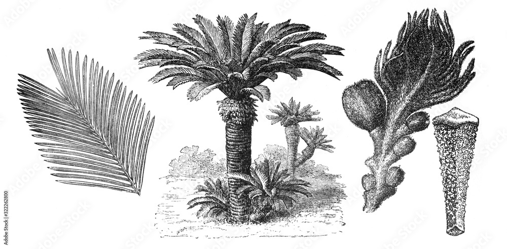 Japanese sago palm (Cycas revoluta) / Antique illustration from ...