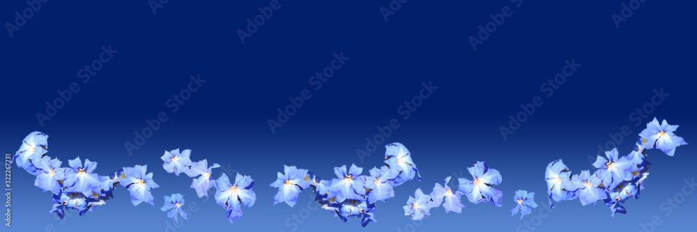 Classic blue background banner with floral border of Australian native ...