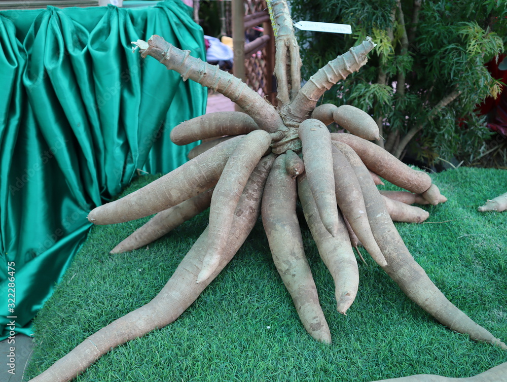 cassava for tapioca flour industry or ethanol industry, raw yucca ...