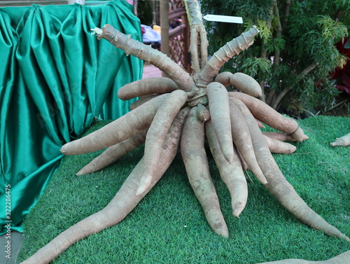 cassava for tapioca flour industry or ethanol industry, raw yucca ...