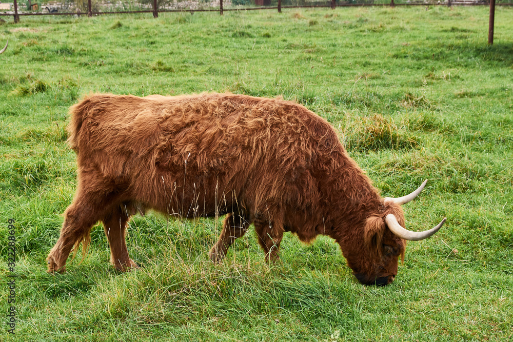 Scottish Highland breed of cows. Highland cow eats grass. Close-up ...