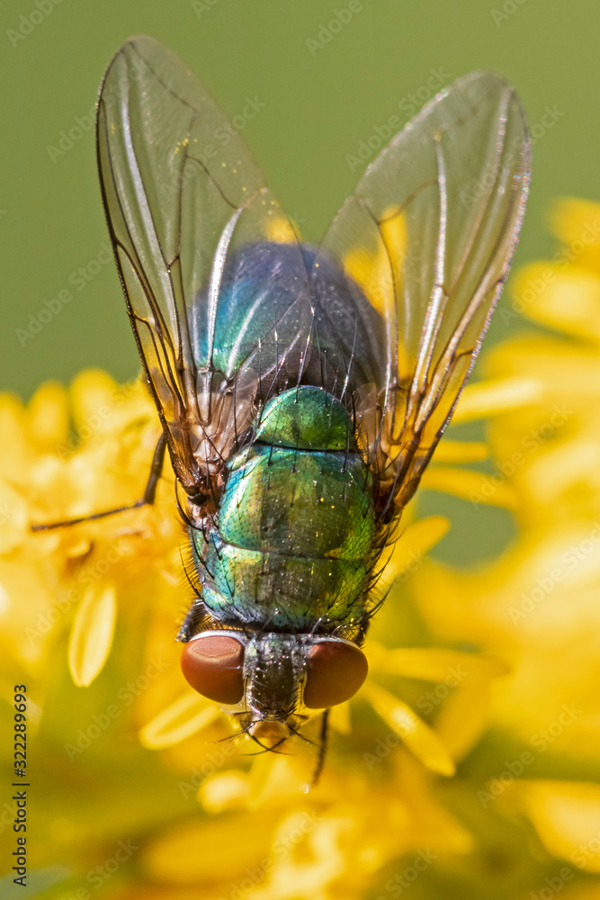 Lucilia Fly