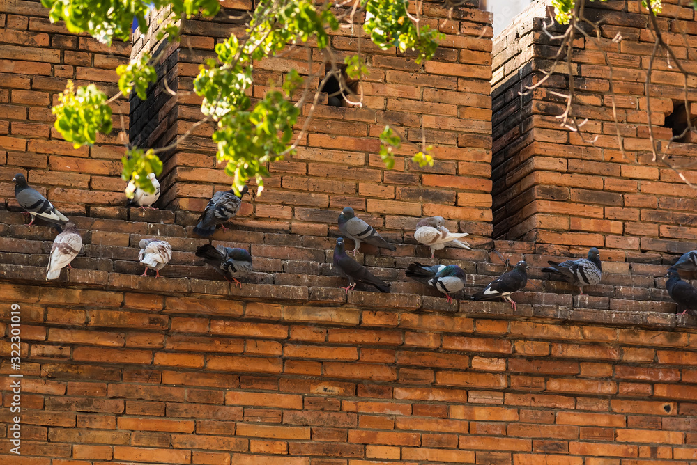 Pigeons at "Tha Phae" Gate is the most famous landmarks in Chiang Mai ...