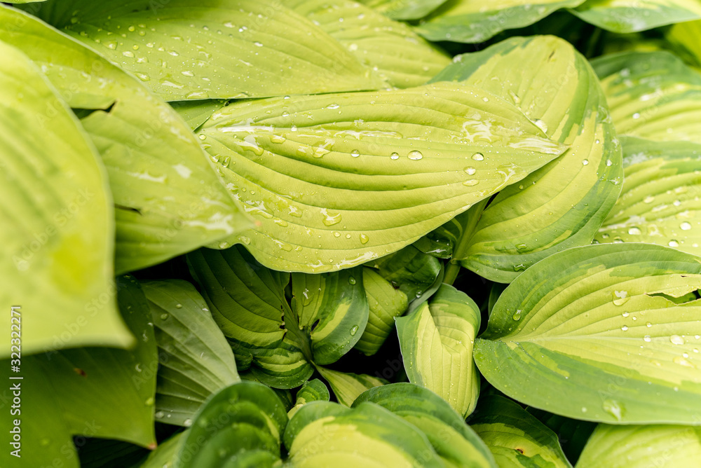 The water droplet on aquatic ferns, giant salvinia or kariba weed after ...