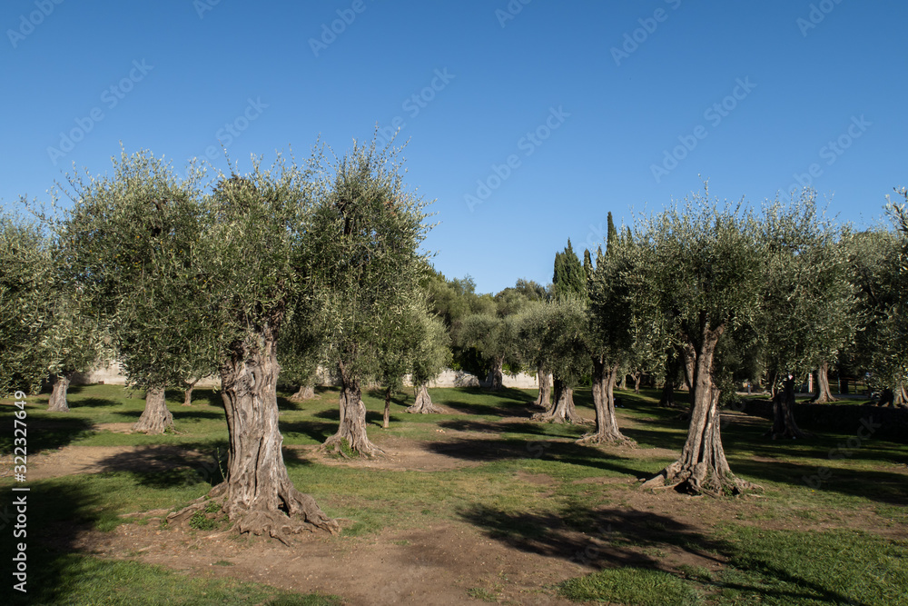 NICE, FRANCE - SEPTEMBER 13, 2017: Garden des Arenes de Cimiez: this ...