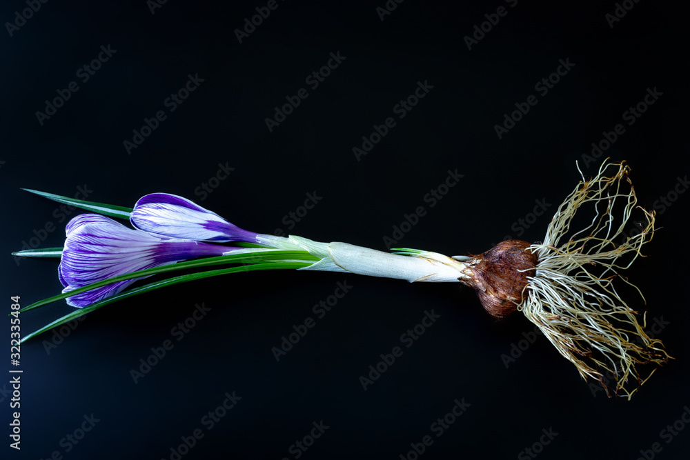 The whole Crocus sativus plant with a flower, leaves, bulb and root ...