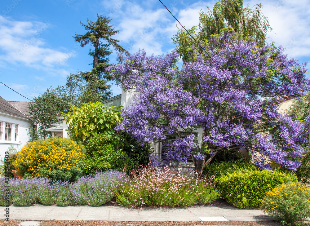 Colorful front yard, lots of plants and big trees Stock Photo | Adobe Stock