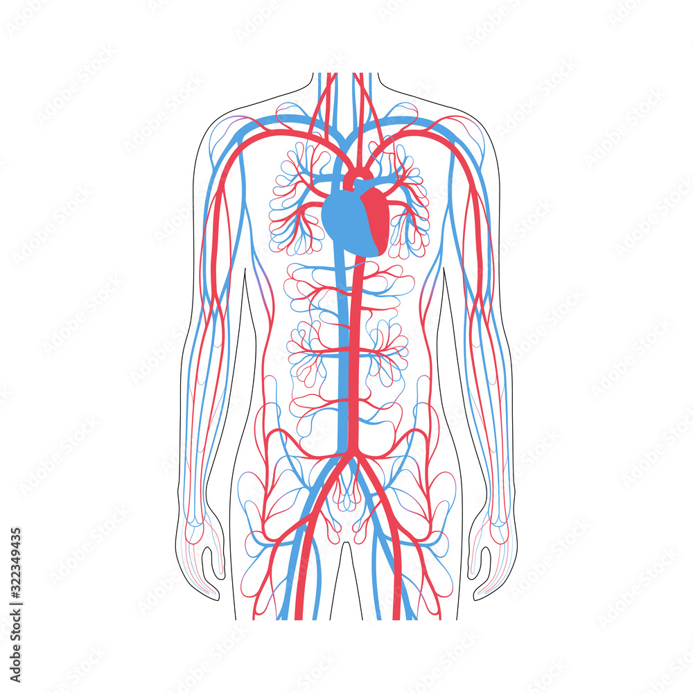 circulatory system anatomy Stock Vector | Adobe Stock