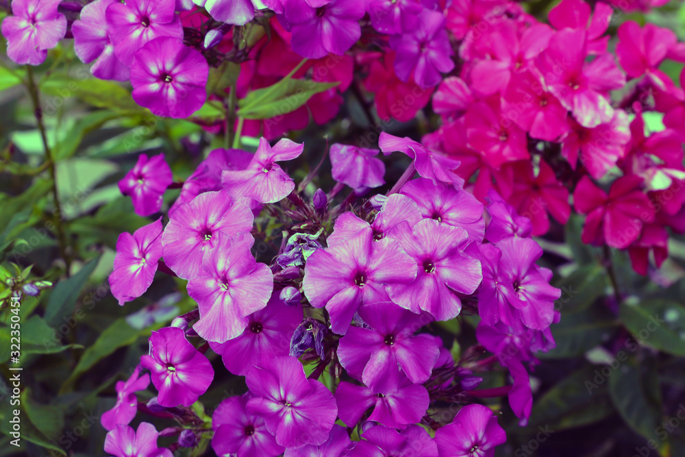Purple flame flowers of Phlox paniculata. garden phlox flower ...