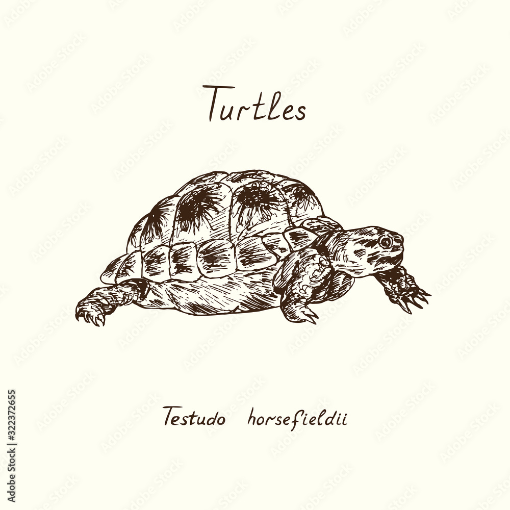 Sketches Of Land Turtles