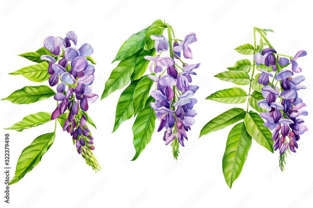Wisteria Drawing Clipart