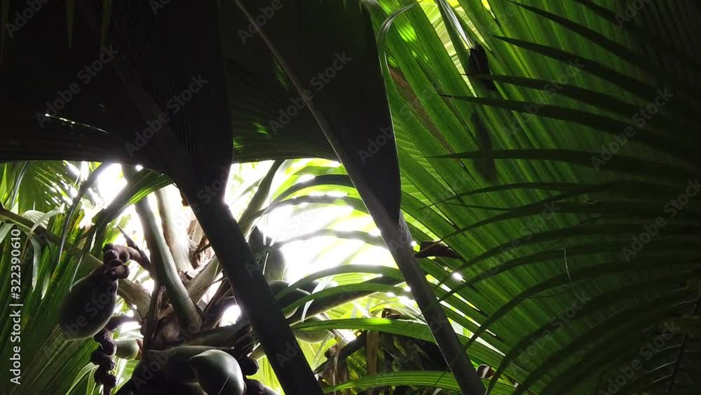 SLOW MOTION: Sea coconut at Vallee de Mai Nature Reserve in Praslin ...