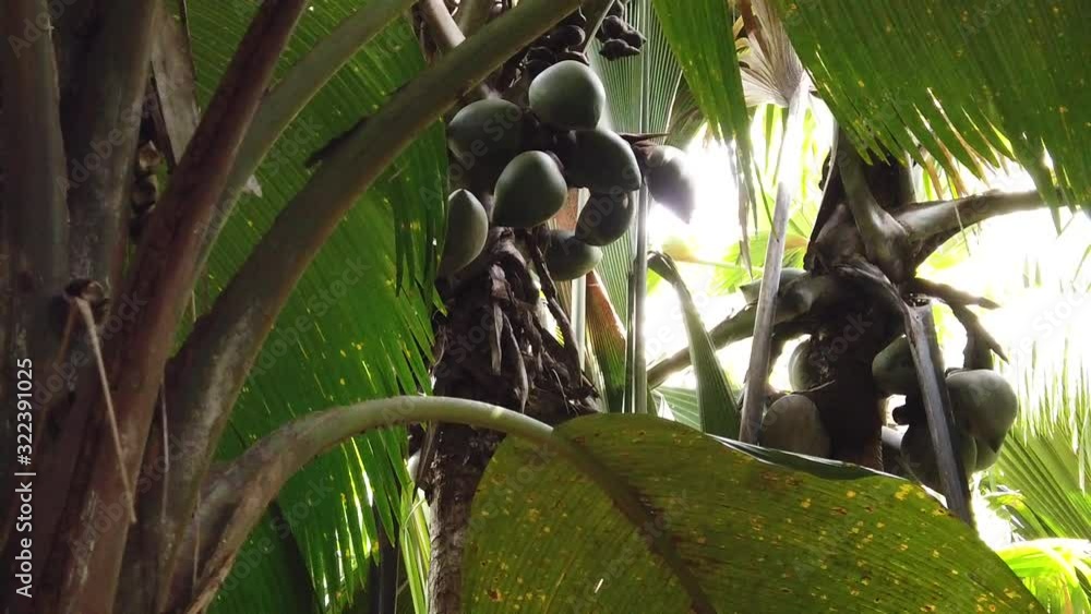 SLOW MOTION: Vallee de Mai Nature Reserve, Unesco Heritage in Praslin ...