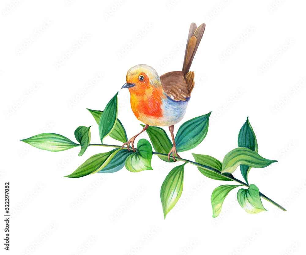 Watercolor robin bird Erithacus rubecula in realistic style on white ...