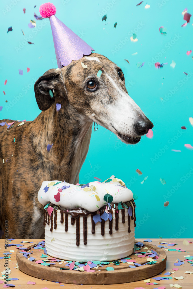 Birthday Cake Dog Gif