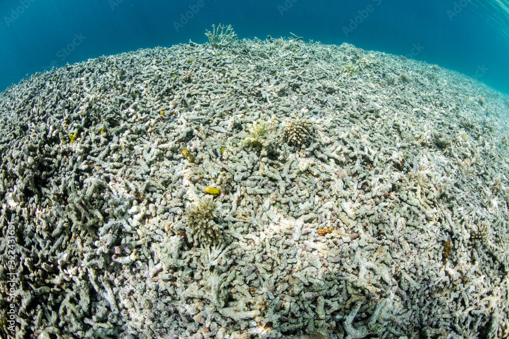 Shallow corals have turned into rubble in the shallows of Indonesia ...