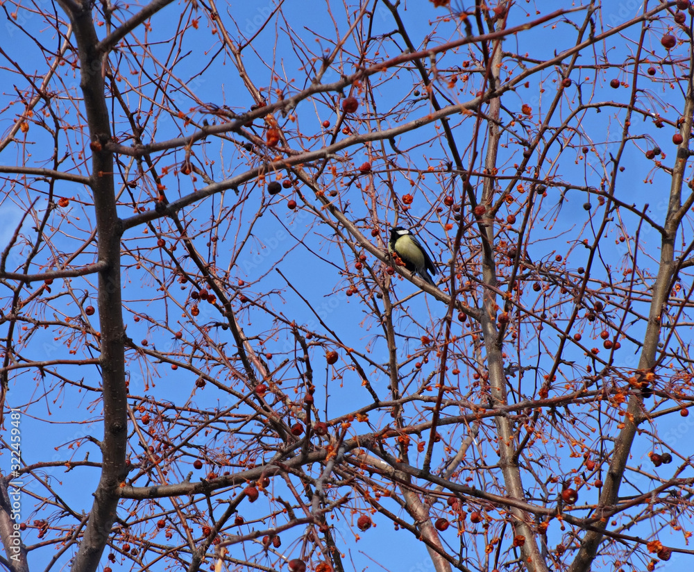 Bluebird sits on an Apple tree and pecks at frozen berries Stock Photo ...